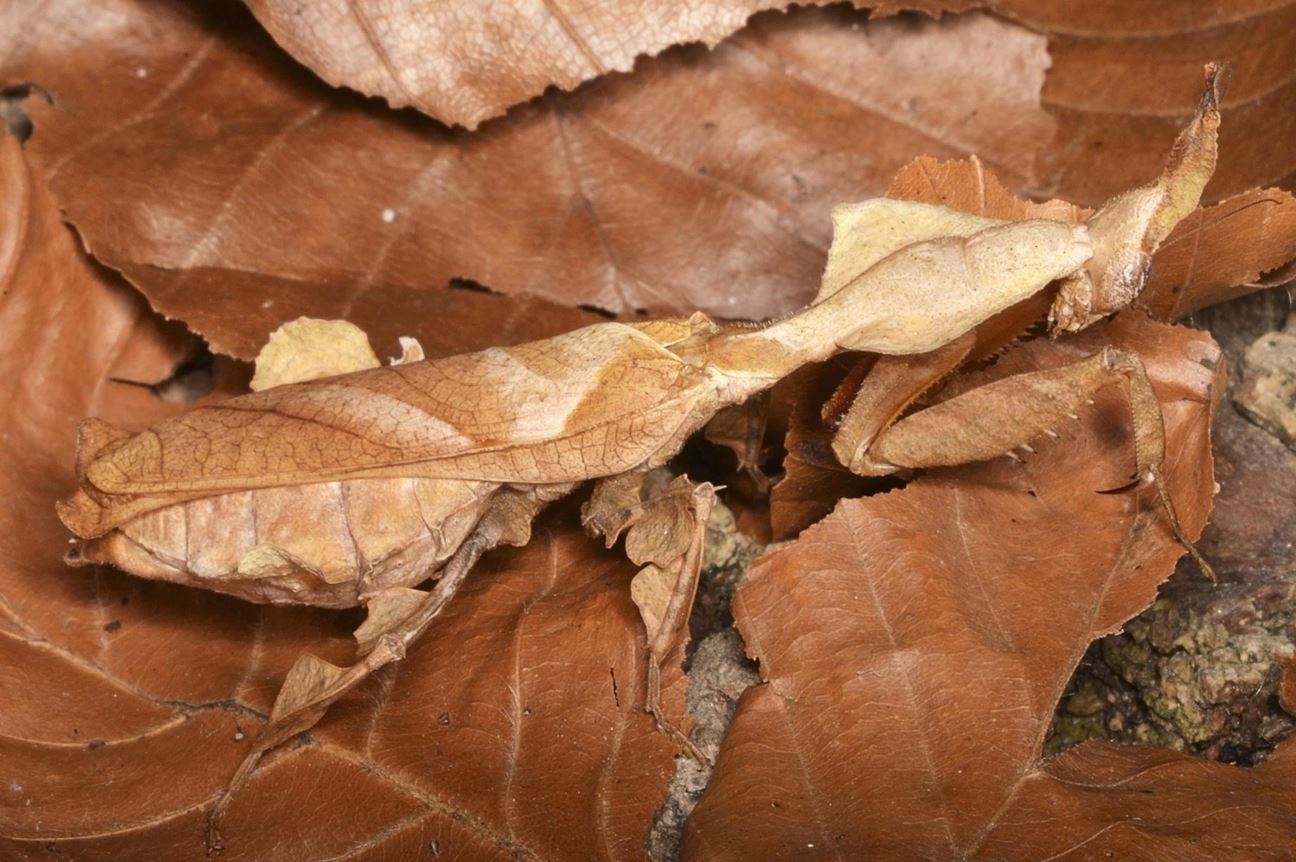 Jeevoka 9 Animals That Are Masters Of Camouflage Can You Find Them 