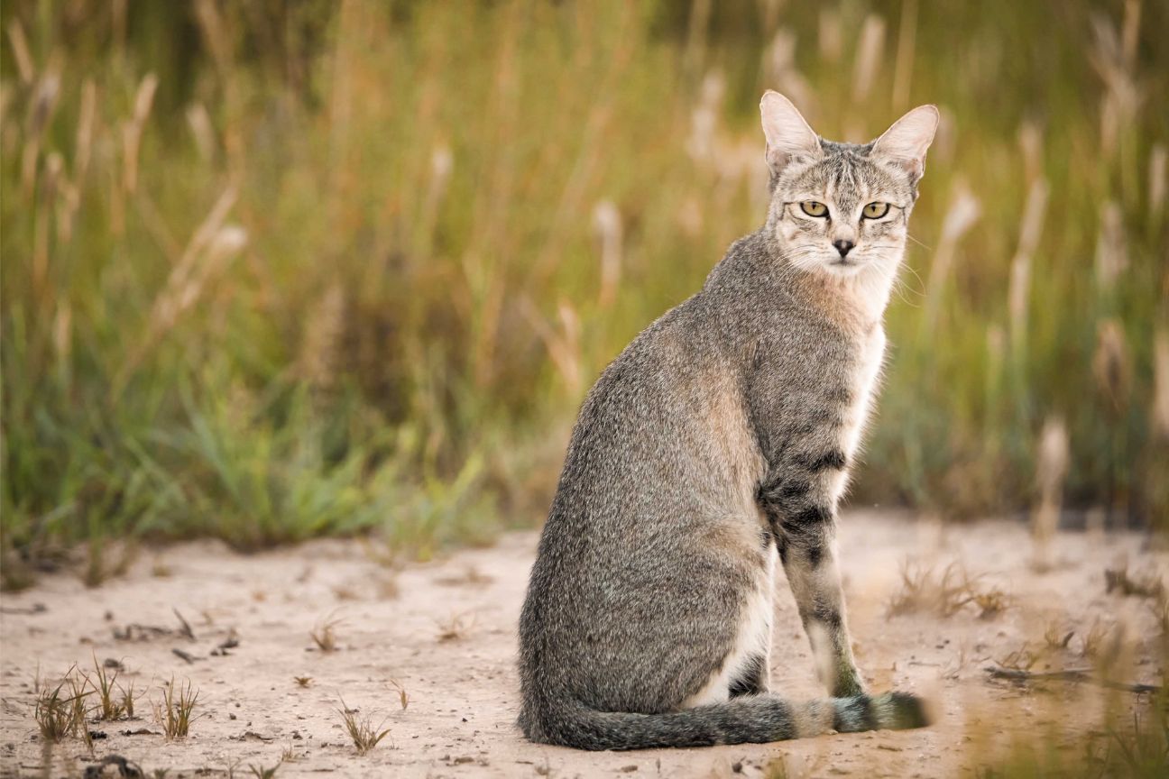 Jeevoka Indian Small Cats